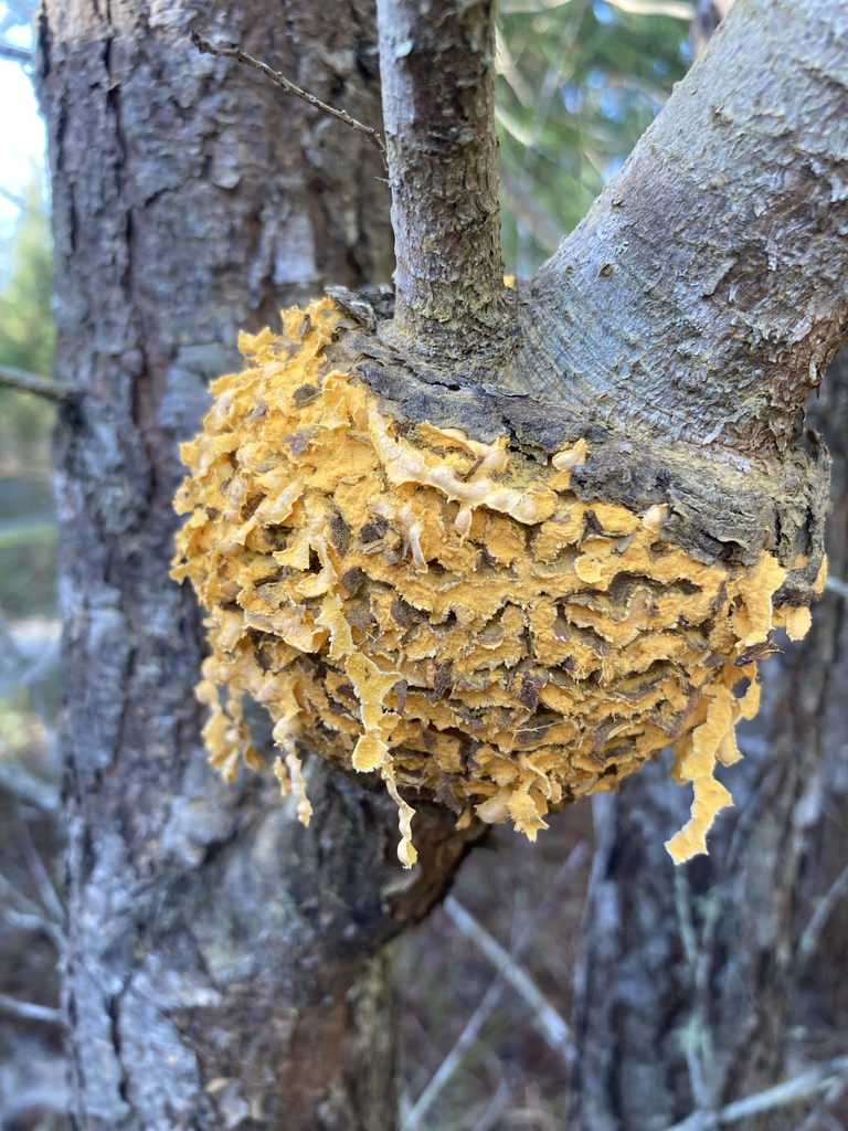 Pine-oak gall rust from Gainesville, FL, US on March 19, 2021 at 08:59 ...
