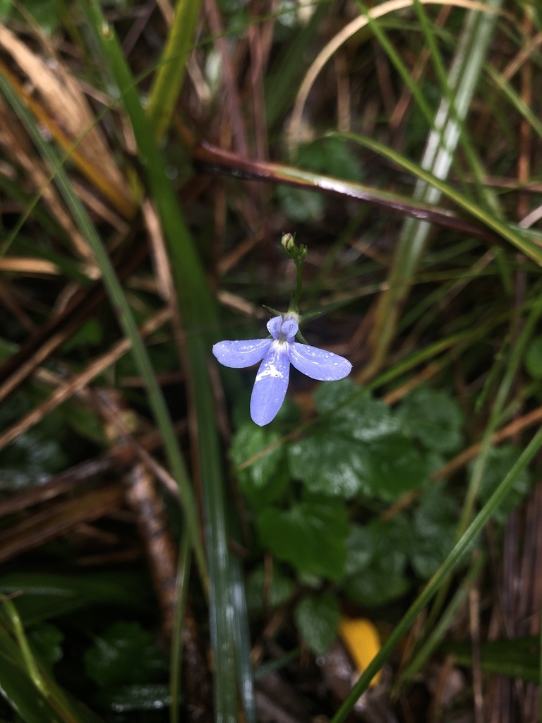 forest lobelia from Mount Hyland Conservation Reserve, Marengo, NSW, AU ...