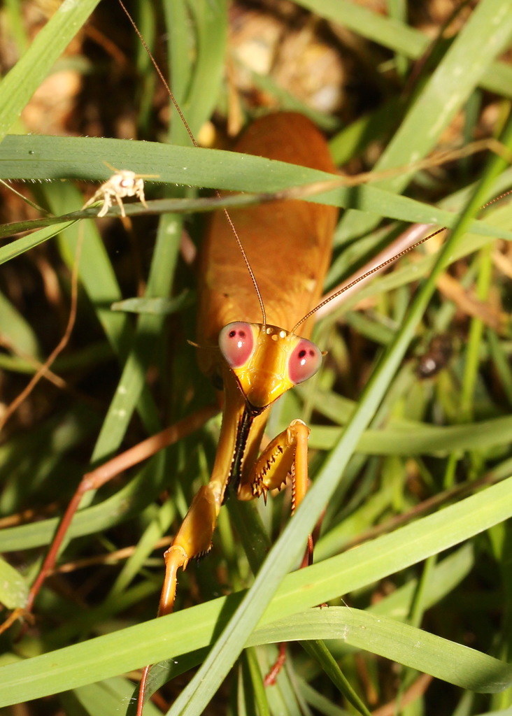 Hooded Horror from Lockhart QLD 4892, Australia on February 14, 2021 at ...