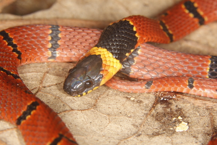 Red Coffee Snake from San Andrés Tuxtla, Ver., México on October 17 ...