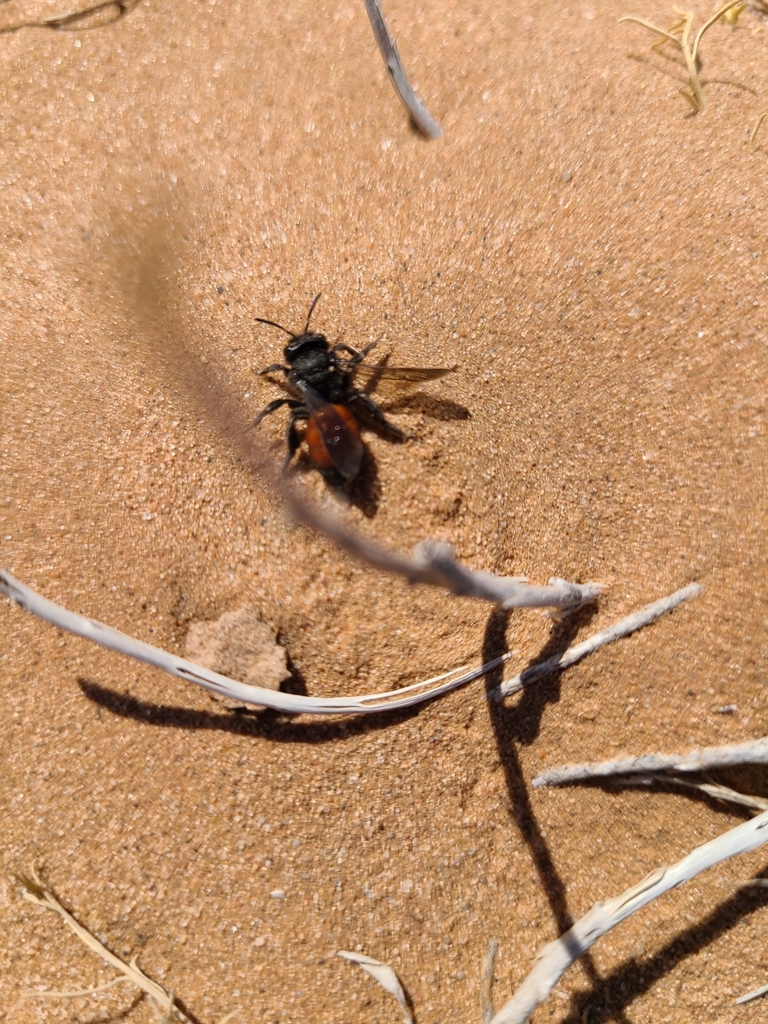 Black-and-red Miner in March 2021 by tuff13 · iNaturalist