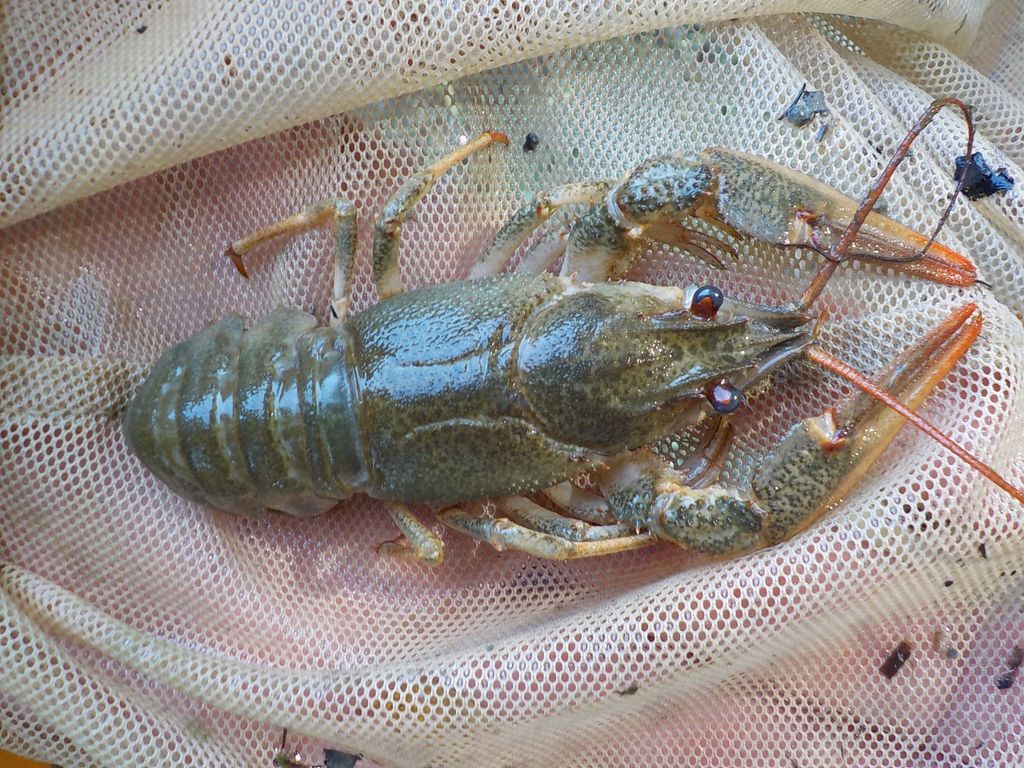 Turkish Crayfish from Nagyszentjános, 9072 Magyarország on August 16 ...