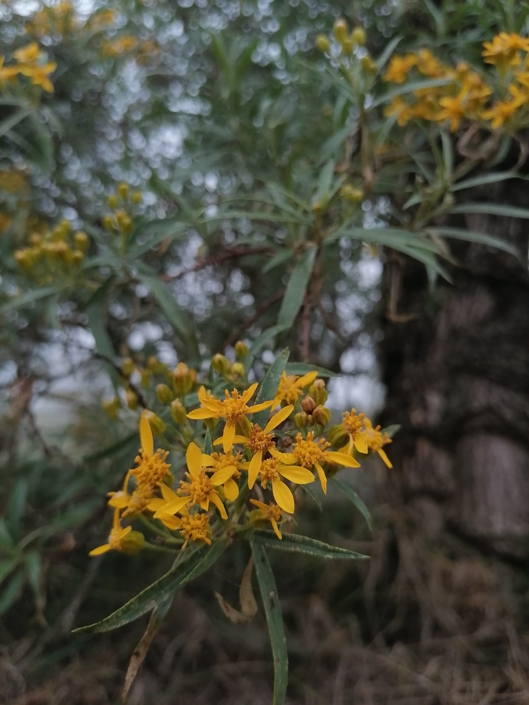 Willow Ragwort from El Molino, Pue., México on March 19, 2021 at 05:57 ...