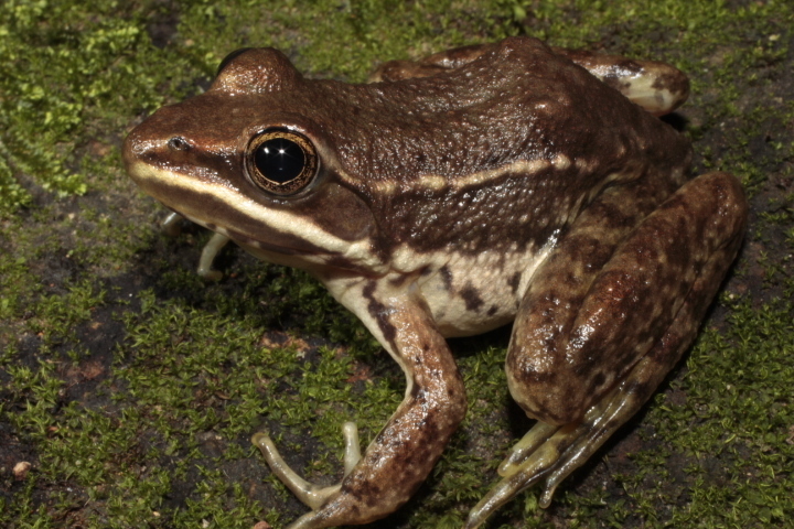 Mexican Cascades Frog from Cosalá, Sin., México on July 27, 2012 at 05: ...