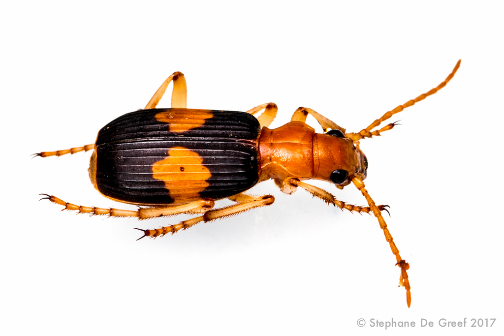Pheropsophus aequinoctialis from Panama on May 28, 2017 by Stéphane De ...