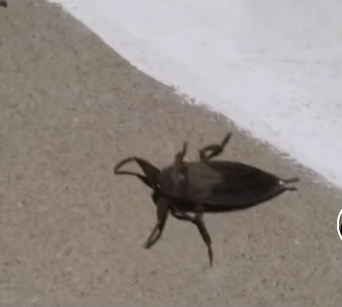 Asian Giant Water Bug from Pulau Pinang, Georgetown, Penang, MY on ...