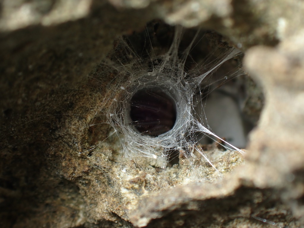 Tunnel Spiders in March 2021 by 張凱 · iNaturalist
