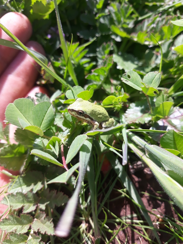 Baja California Tree Frog from North Broadway, Escondido, CA, USA on ...