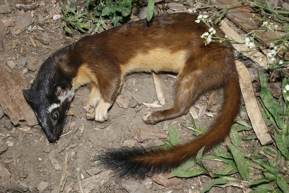 Long-tailed Weasel from Misantla, Ver., México on April 20, 2011 at 01: ...