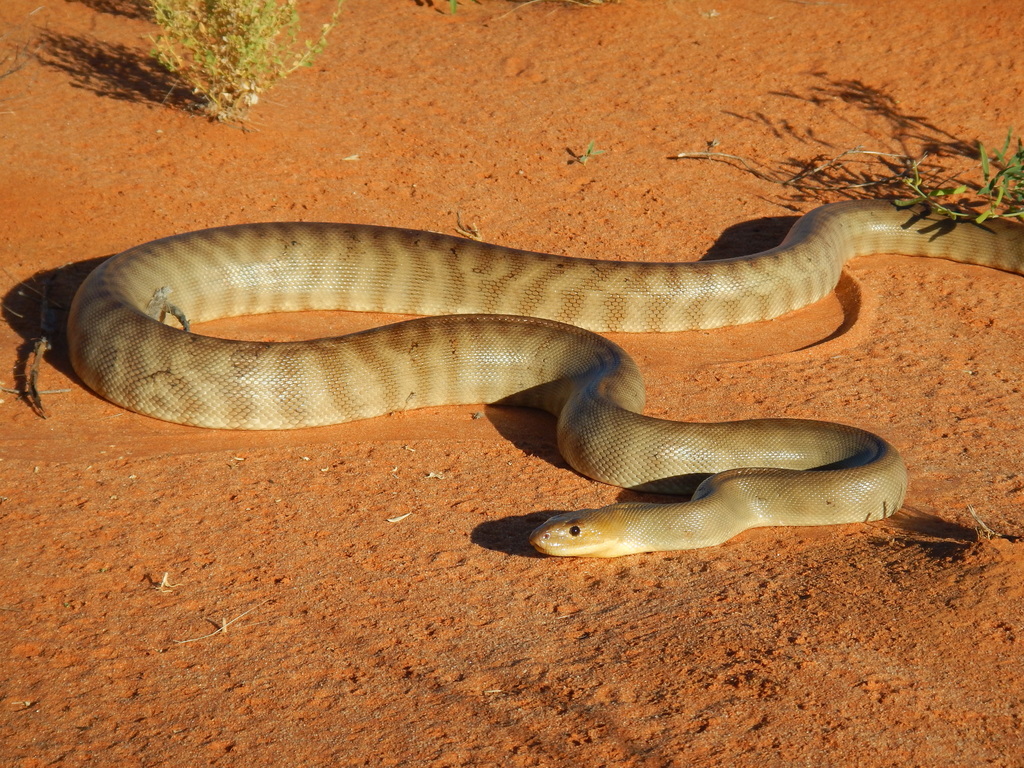 Woma Python from Lindon SA 5731, Australia on March 13, 2017 at 07:07 ...
