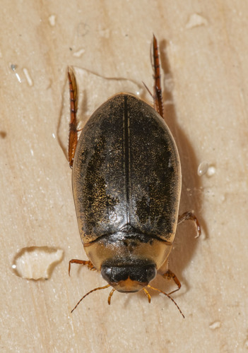 Rhantus consimilis · iNaturalist