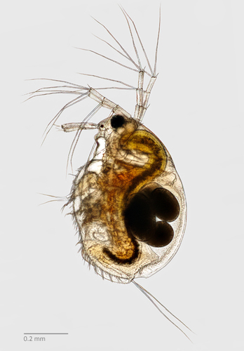 Slatinkovití (Macrothricidae)