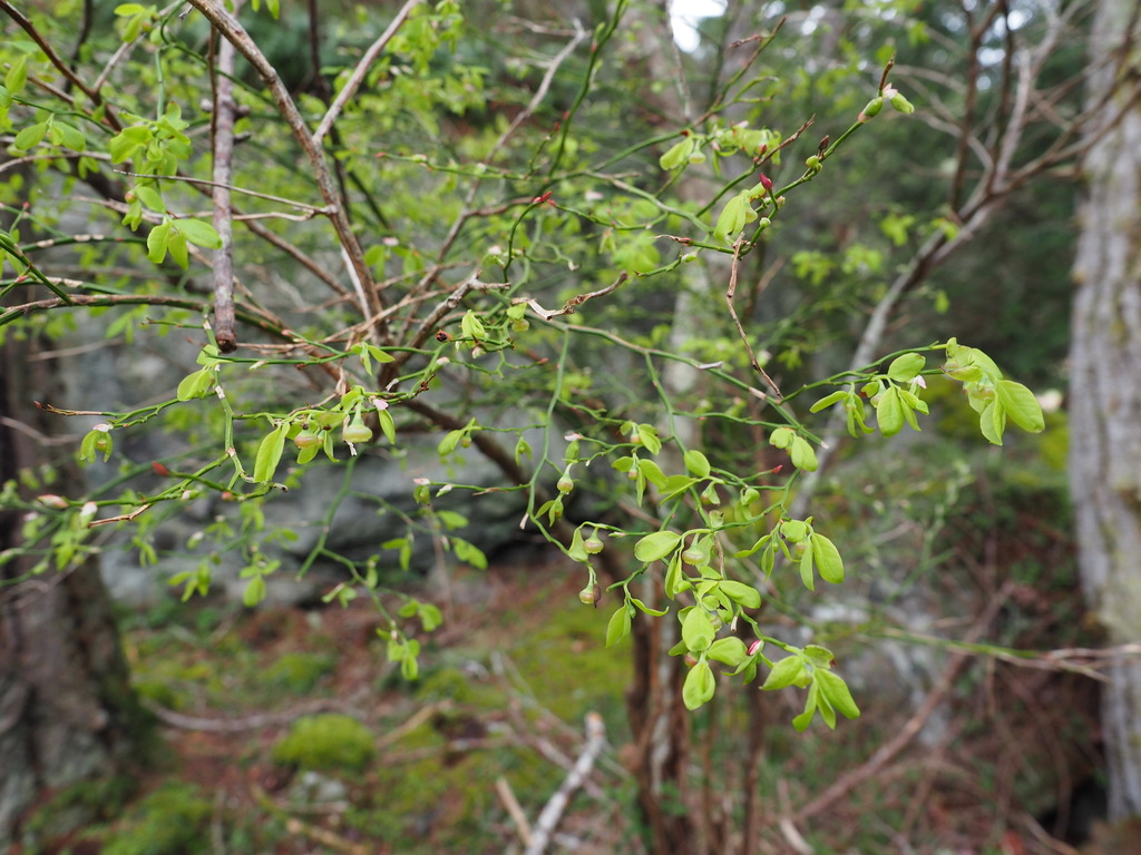 Red Huckleberry from Capital, BC, Canada on March 20, 2021 at 03:35 PM ...