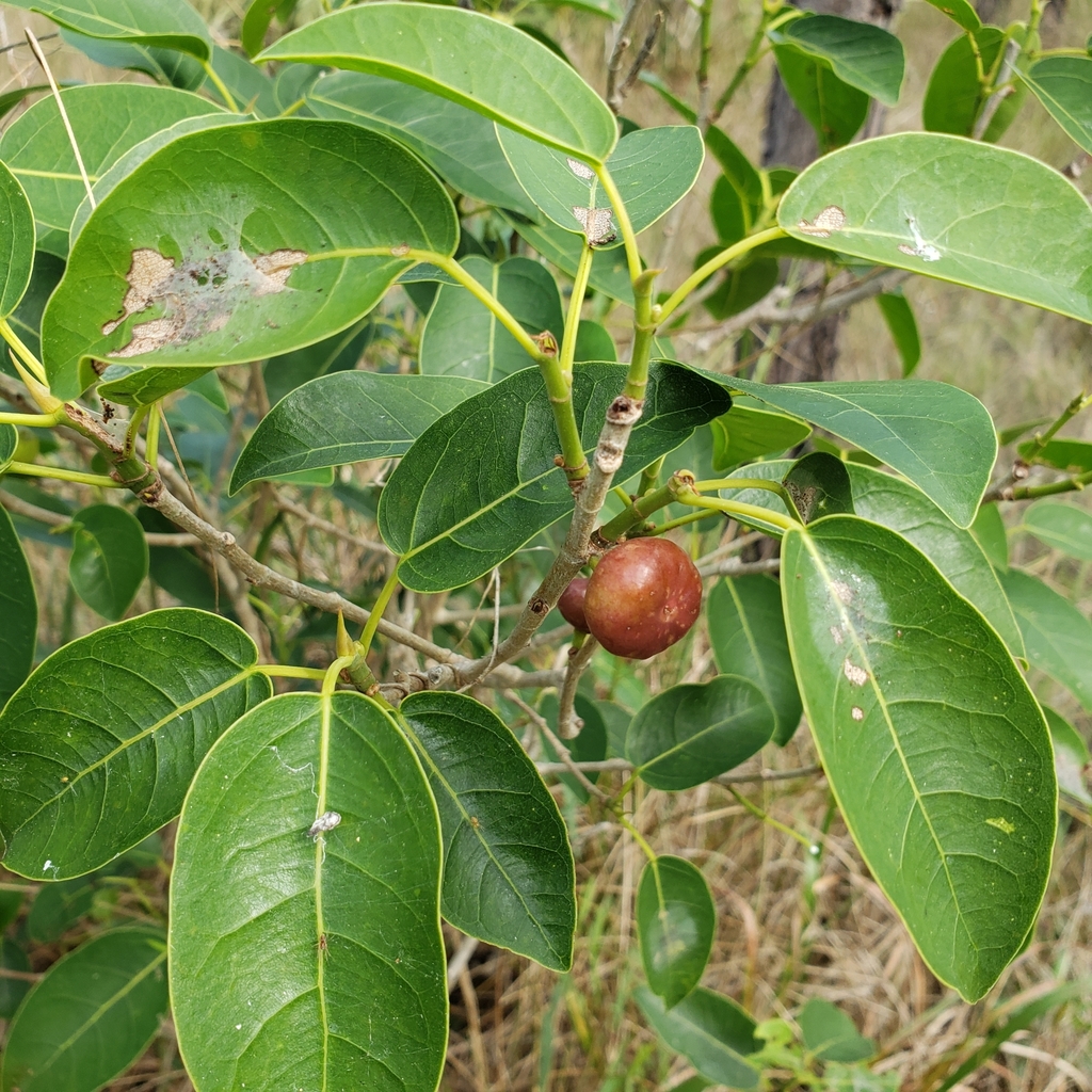 Shortleaf Fig from Big Cypress National Preserve, Collier, Florida ...