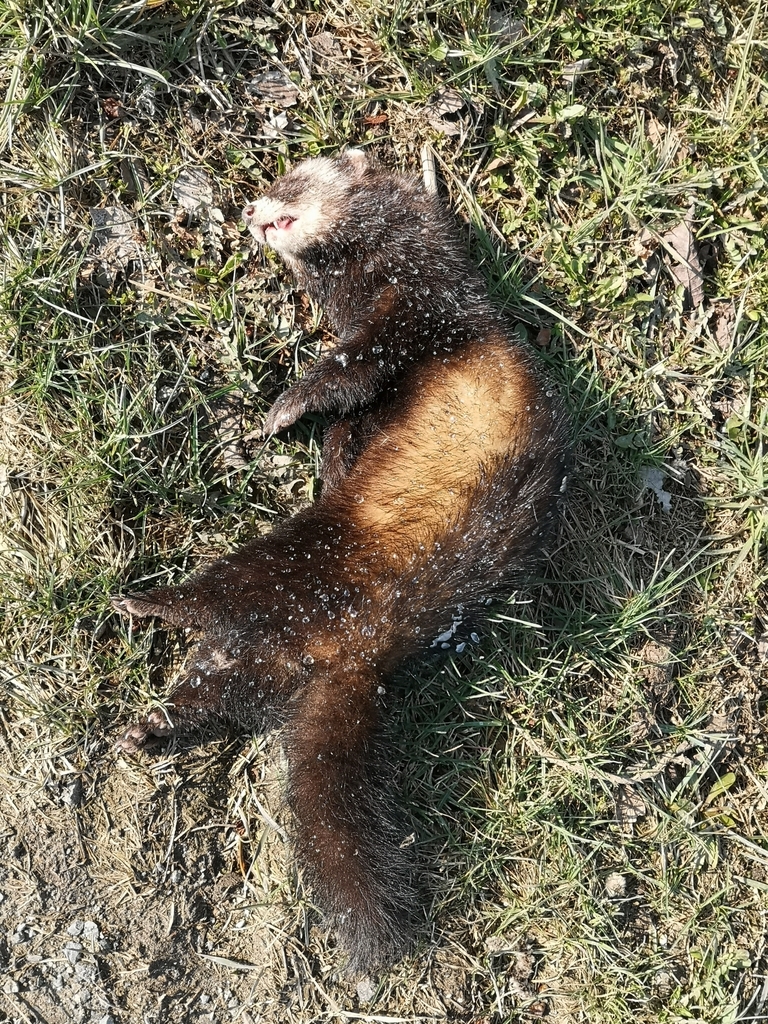Western Polecat from 34322, Pasikovci, Hrvatska on March 21, 2021 at 08 ...