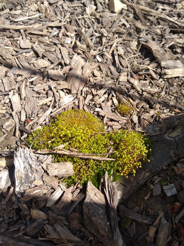 common bladder moss from Louisville, KY 40218, USA on March 21, 2021 at ...