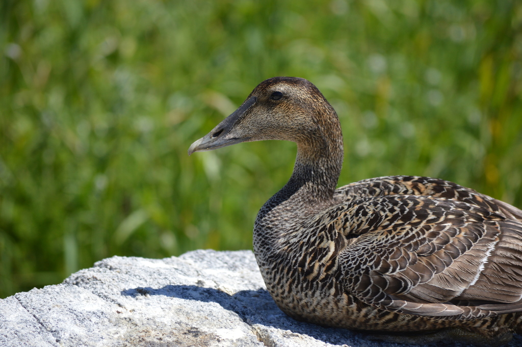 Common Eider from St George, ME, USA on June 14, 2017 at 11:38 AM by ...