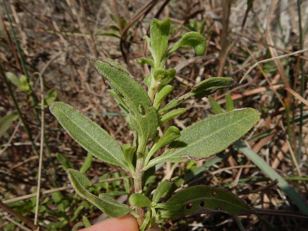 Texas palafox from Cameron County, TX, USA on March 13, 2021 at 02:50 ...