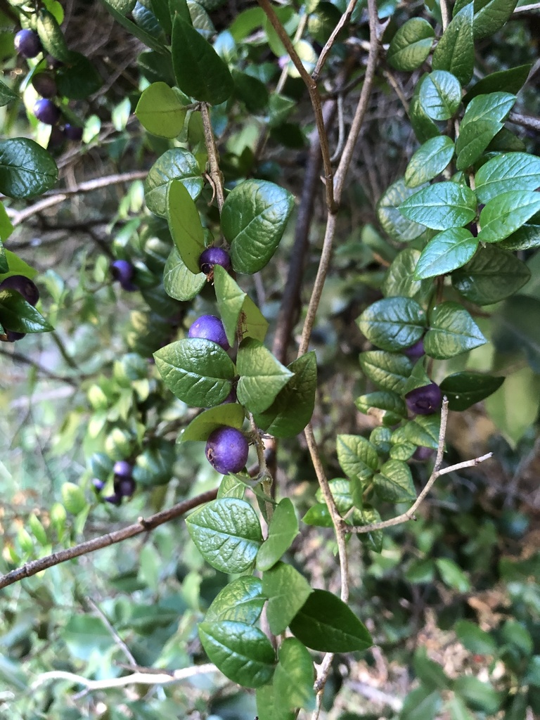 Prickly myrtle from Futaleufú, AR-CH, AR on March 21, 2021 at 04:52 PM ...