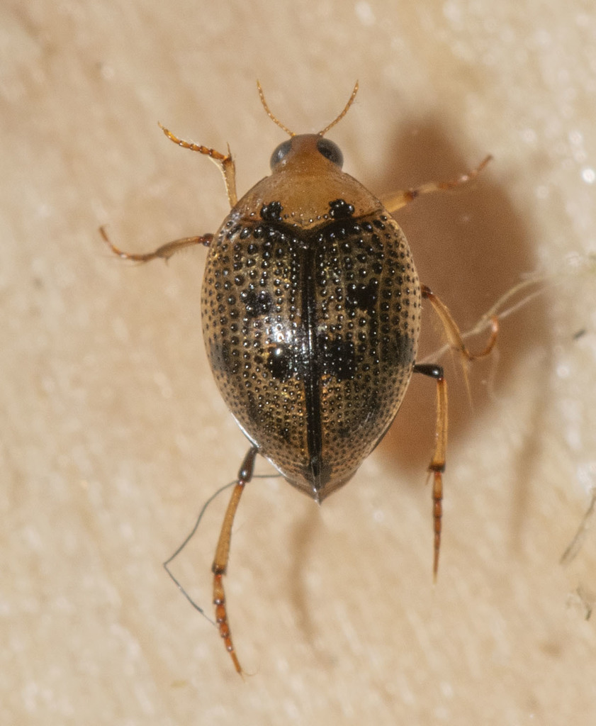 Peltodytes muticus from Norfolk County, ON, Canada on March 20, 2021 at ...