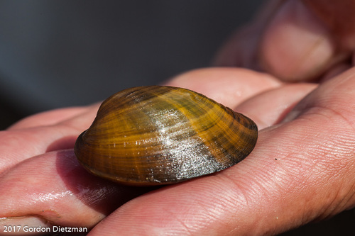 Higgins' Eye Pearly Mussel (Lampsilis higginsi) · iNaturalist