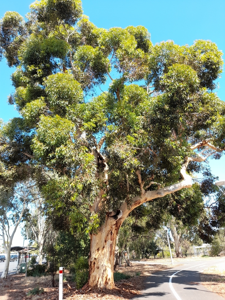 sugar gum from Stop 1 Anzac Hwy - North West side, Adelaide SA 5000 ...