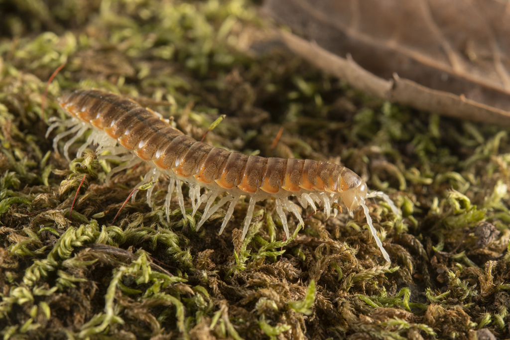 Xystocheir dissecta from Montclair, Oakland, CA, USA on February 28 ...