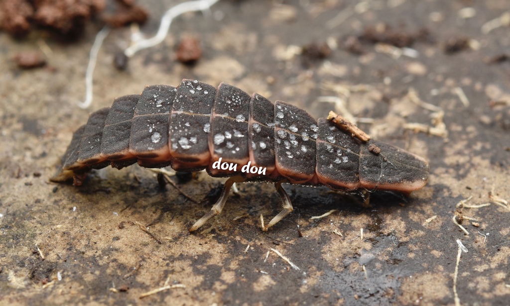 Pyrocoelia from 中国江苏省镇江市宝华山 on March 13, 2021 at 01:50 PM by 豆豆 ...