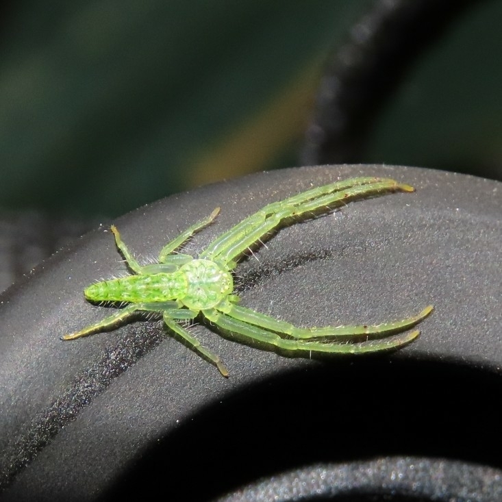 Oxytate argenteooculata from Maruleng, South Africa on March 22, 2021 ...