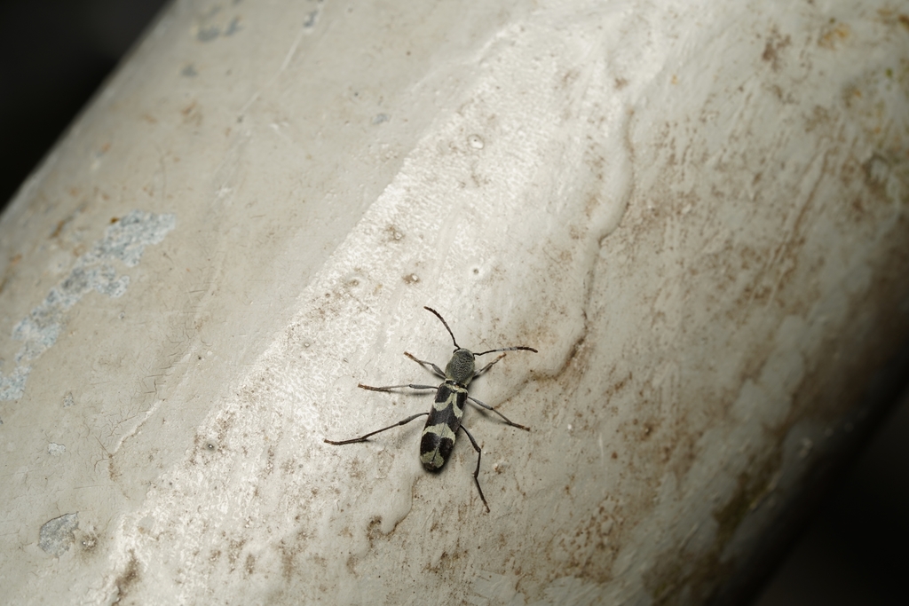 Perissus fairmairei from Lung Fu Shan, Hong Kong on March 22, 2021 at ...