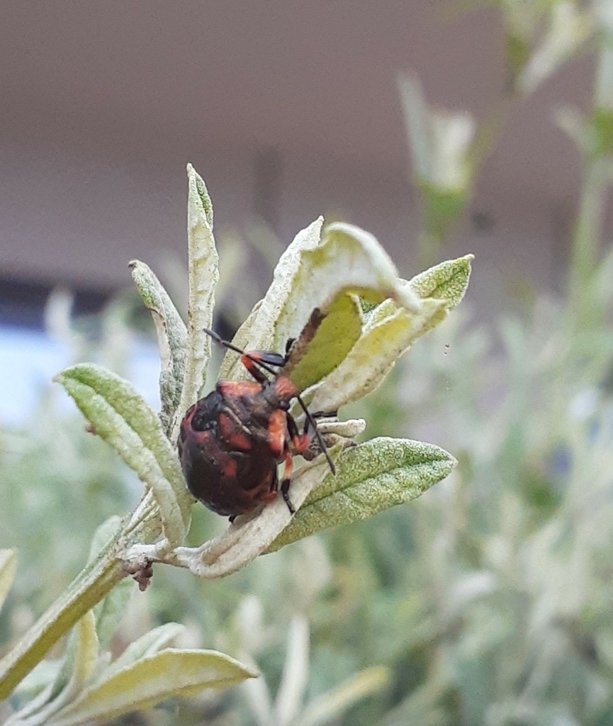 Stink Bugs from Rangeview, Krugersdorp, 1739, South Africa on April 13 ...