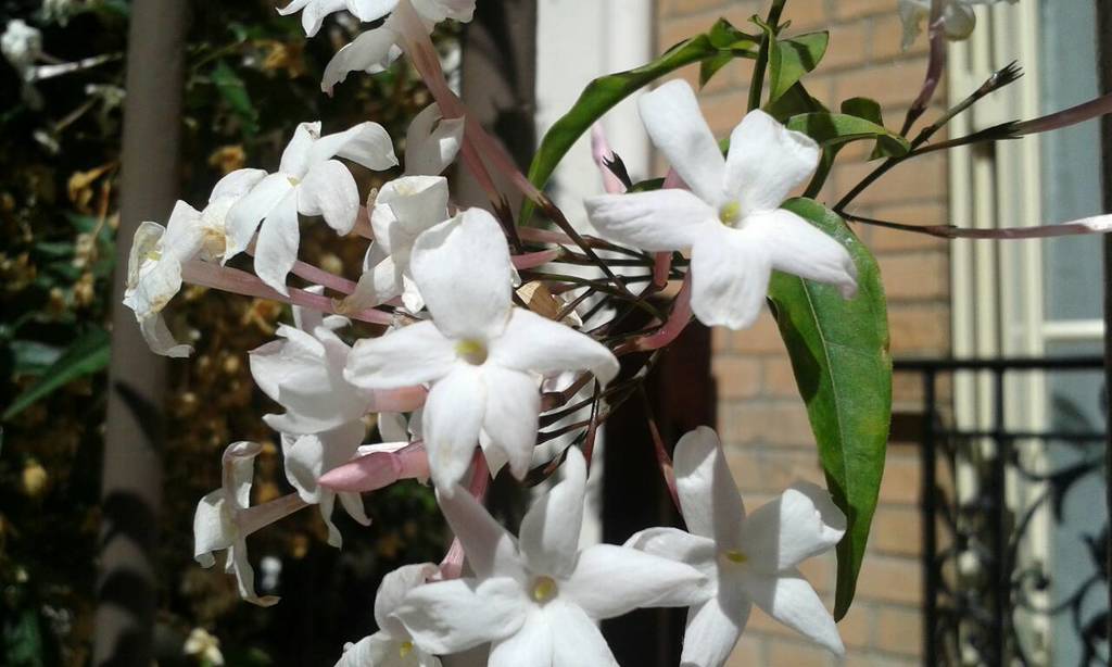 Common Jasmine from Cité des Fleurs, 75017 Paris, France on June 01 ...