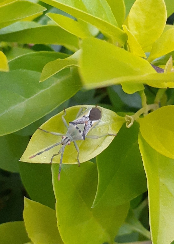 Ceratopachys nigricornis from 1 Robert Broom Drive East, Rangeview ...