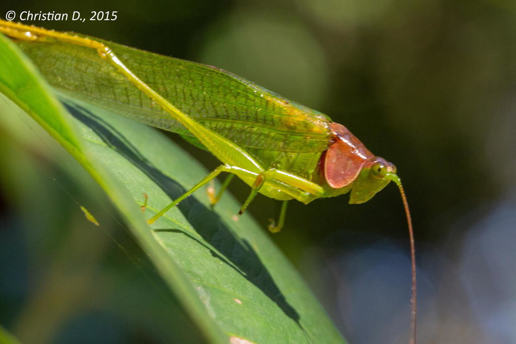 Euceraia in July 2015 by christian_d · iNaturalist