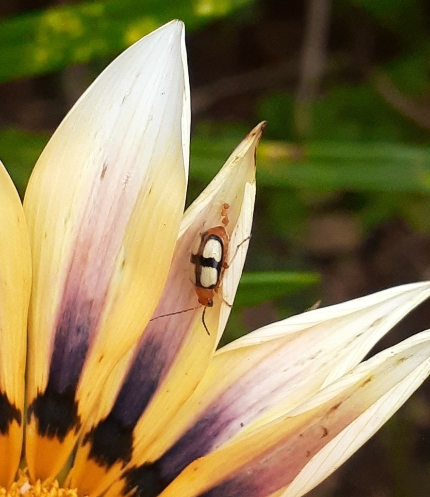 Cross Leafbeetle from 1 Robert Broom Drive East, Rangeview, Krugersdorp ...