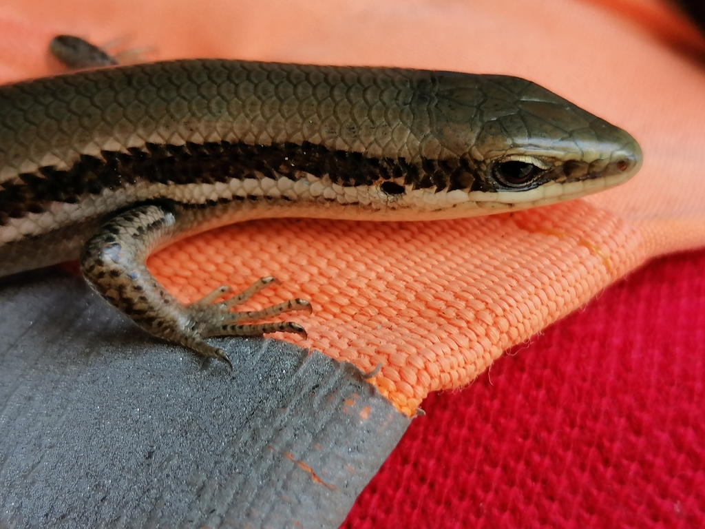 Mayan Skink from Cuichapa on March 22, 2021 at 12:25 PM by NACHITO ...