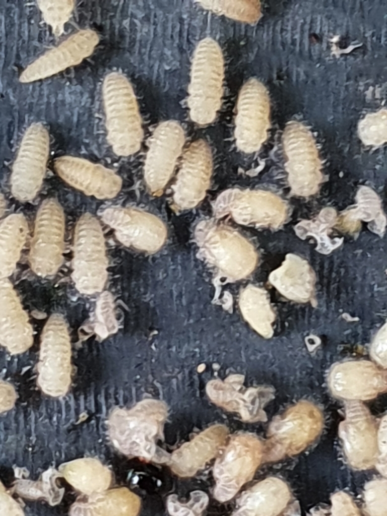 Winged and Once-winged Insects from San Miguel, Provincia de Buenos ...