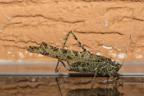 Genus Machima · iNaturalist