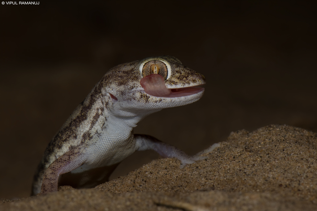 Eastern Fringe-toed Gecko from sand dunes, Sam, Rajasthan 345001, India ...