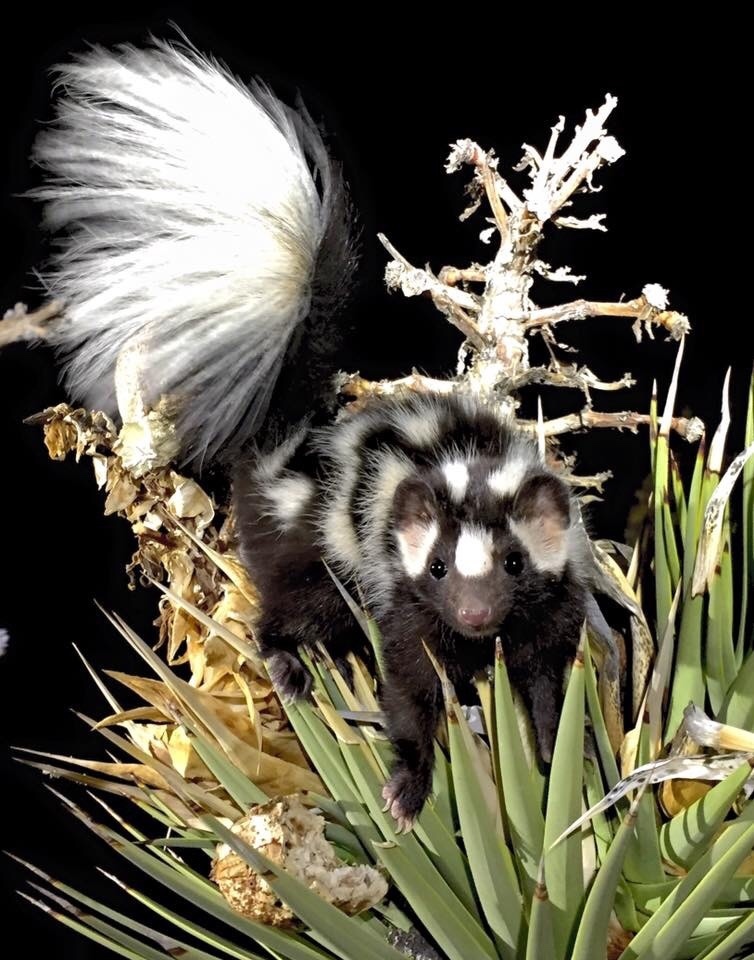 Western Spotted Skunk from 26431–26987 Cold Creek Rd, Indian Springs ...