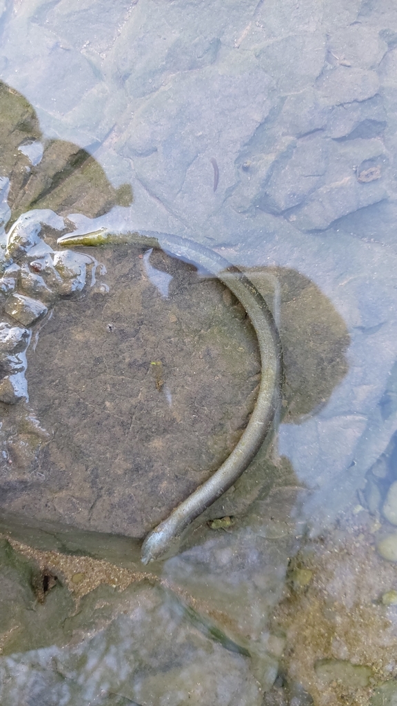 Asian swamp eel from Uiryeong-gun, Gyeongsangnam-do, South Korea on ...