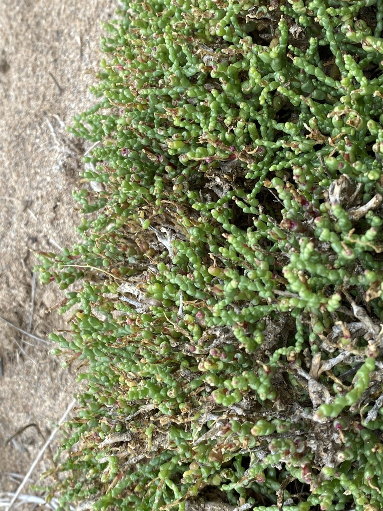 Kalidium from Dornogovi, MN on August 17, 2020 at 06:50 AM by Solongo ...