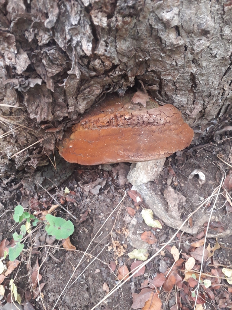 southern bracket from Cartagena, Valparaíso, Chile on March 23, 2021 at ...