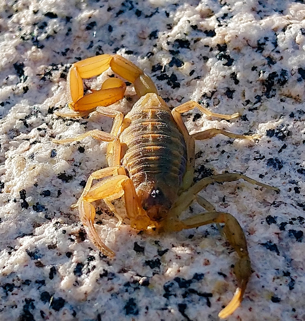Baja California Bark Scorpion from Ensenada, B.C., México on February ...