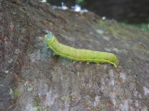 Observations by plantpro · iNaturalist