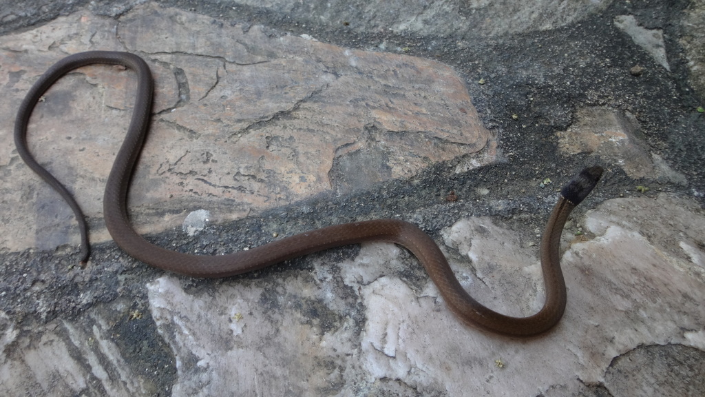Chinese Many-tooth Snake from Ng Tung Chai, Lam Tsuen, NT, HK on April ...