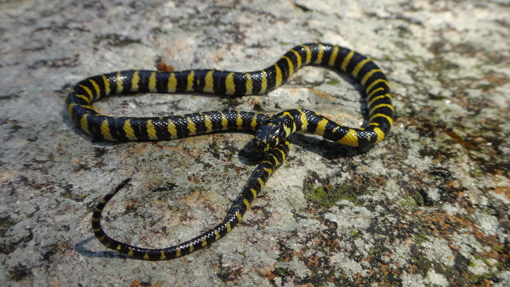 Banded Stream Snake from Ng Tung Chai, Lam Tsuen, NT, HK on October 2 ...