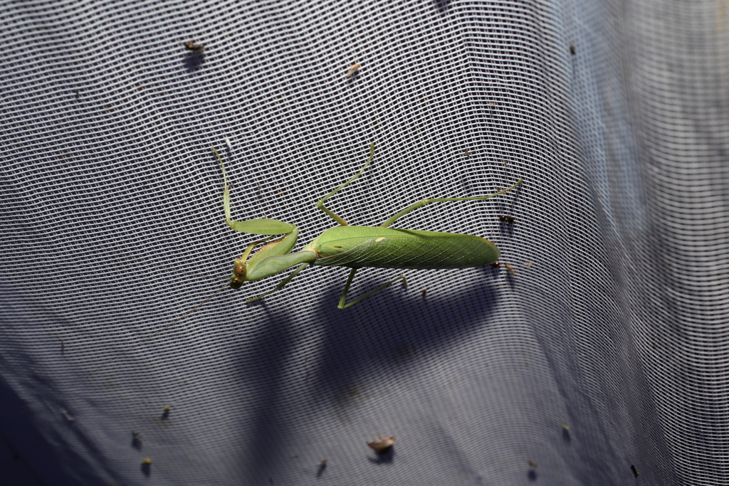 Sphodromantis rudolfae rudolfae from Mpulungu, Sambia, Charity on April ...