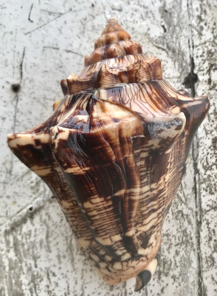 Hebrew volute from Avenida Beira Mar, Beberibe, CE, BR on March 23 ...