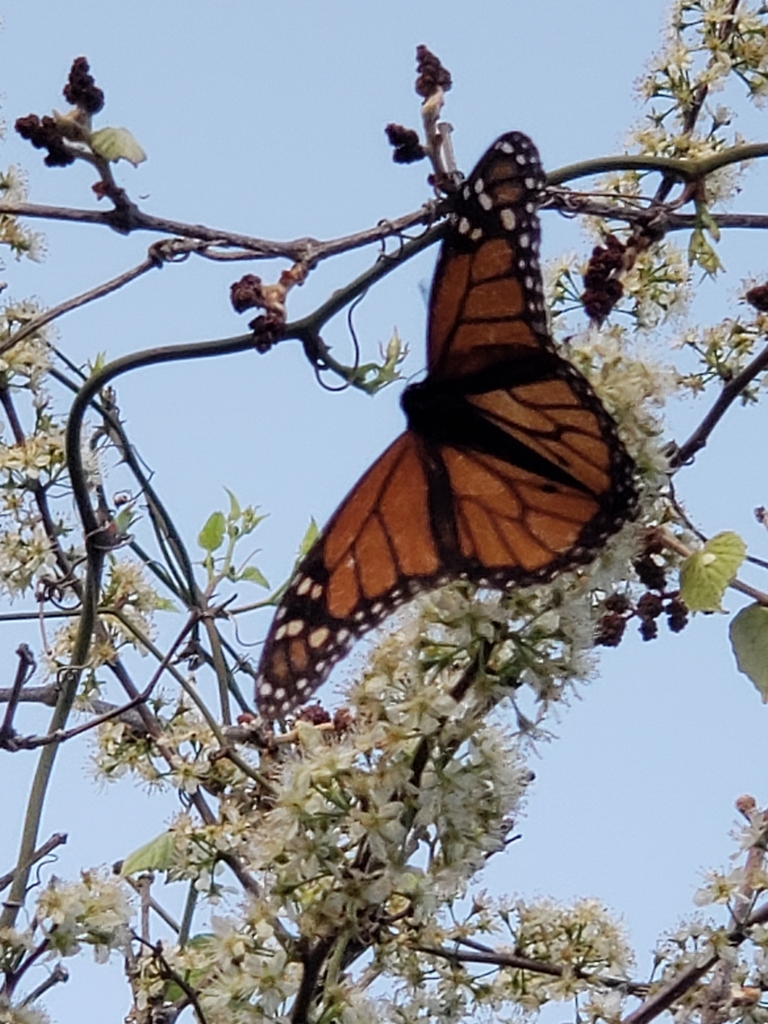 Monarch from Austin, TX 78744, USA on March 23, 2021 at 07:04 PM by ...